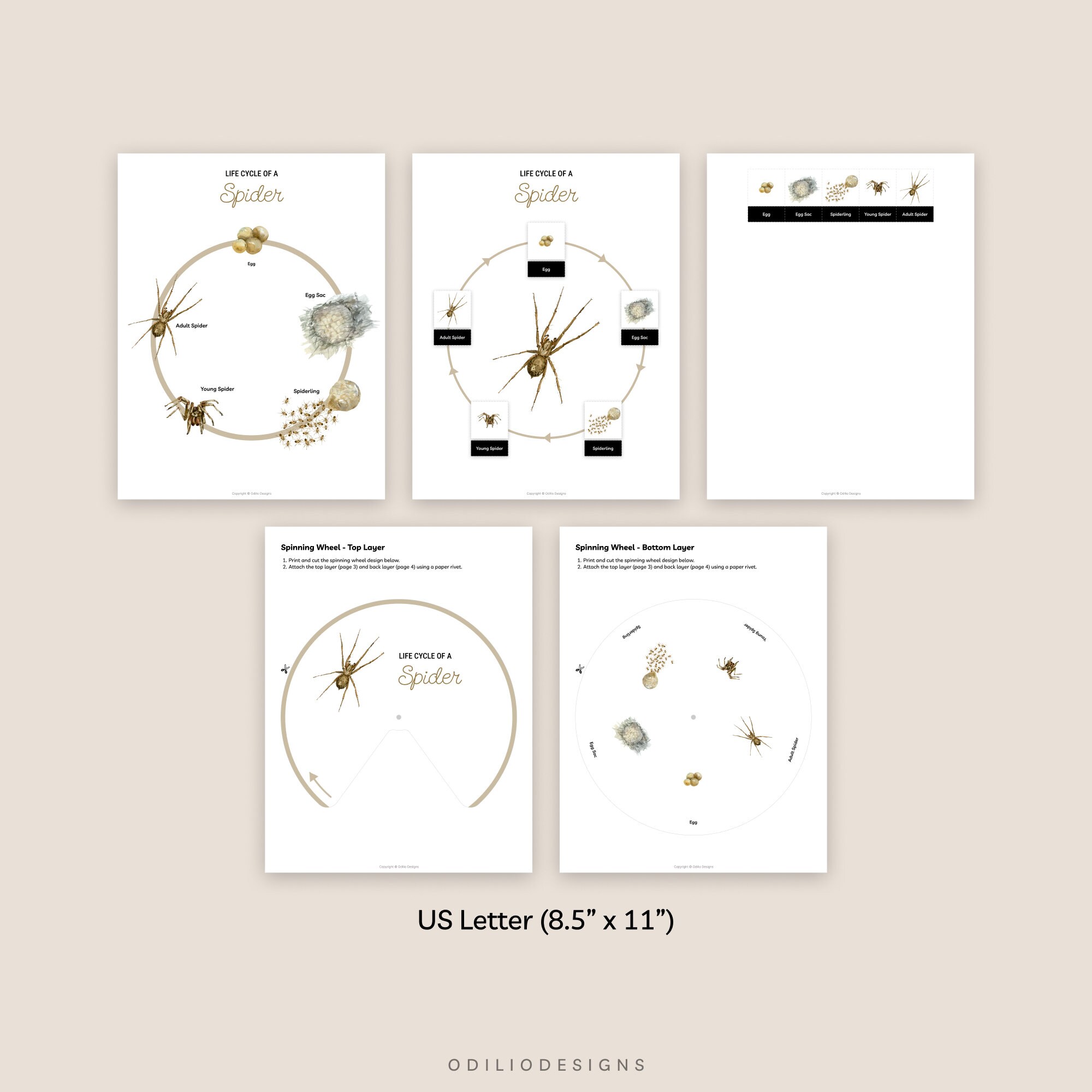 Spider Life Cycle Printable Poster & Puzzle Busy Book Worksheet for ...