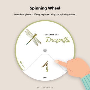 Dragonfly Life Cycle Diagram Puzzle Printable Busy Book Worksheet for ...
