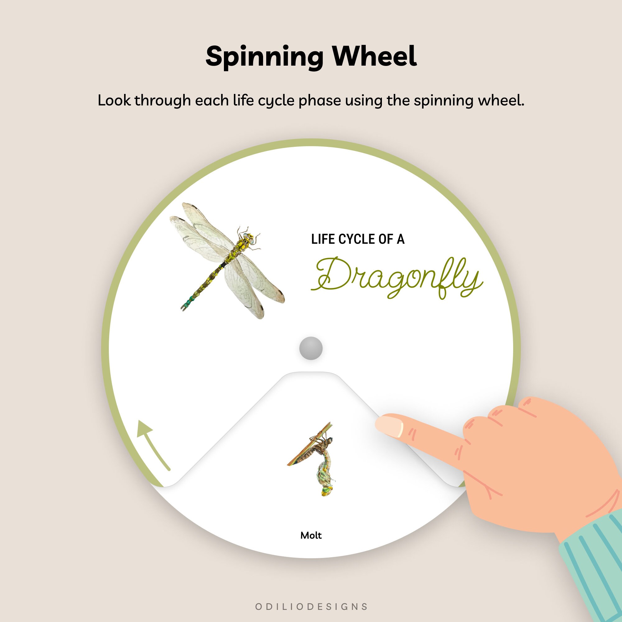 Dragonfly Life Cycle Diagram Puzzle Printable Busy Book - Etsy