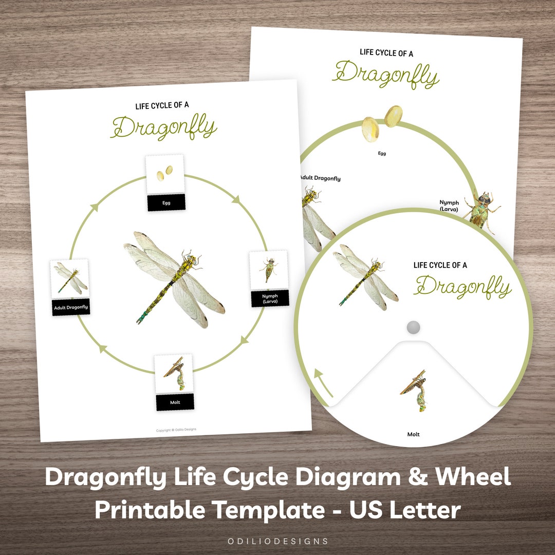 Dragonfly Life Cycle Diagram Puzzle Printable Busy Book Worksheet for ...