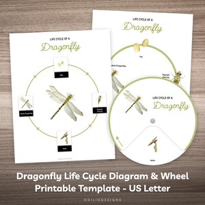 Dragonfly Life Cycle Diagram Puzzle Printable Busy Book Worksheet for ...