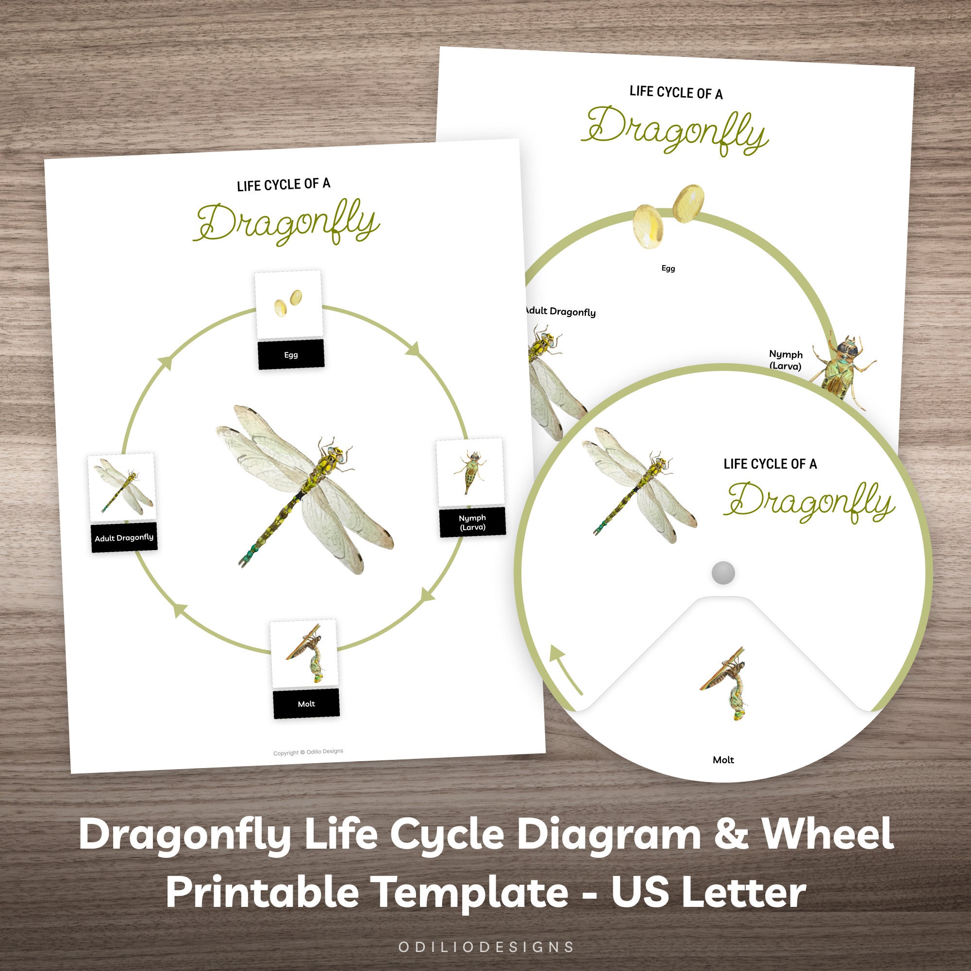 Dragonfly Life Cycle Diagram Puzzle Printable Busy Book Worksheet for ...