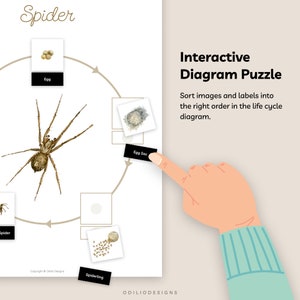 Spider Life Cycle Printable Poster & Puzzle Busy Book Worksheet for ...