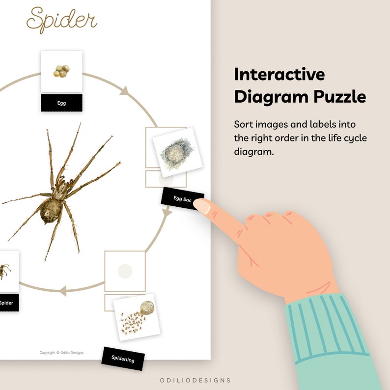 Spider Life Cycle Printable Poster & Puzzle Busy Book Worksheet for ...