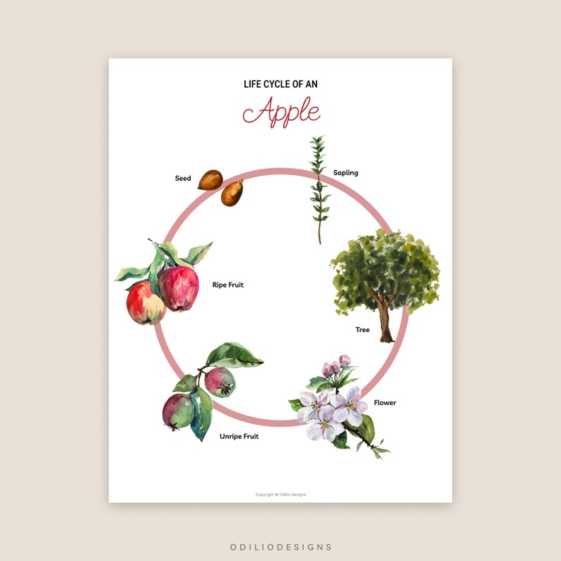 Apple Life Cycle Printable Poster & Puzzle Busy Book Worksheet Page for ...