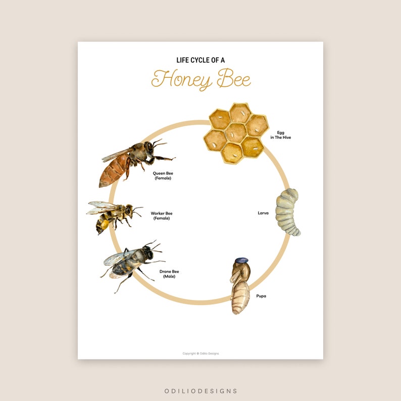 Honey Bee Life Cycle Printable Poster & Puzzle Busy Book Worksheet for ...