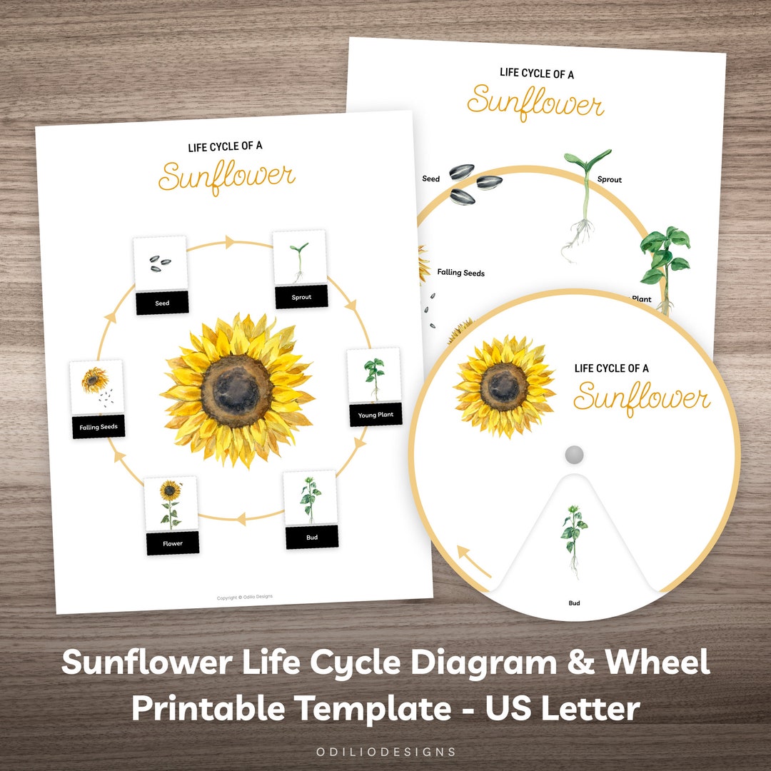 Sunflower Life Cycle Wheel and Puzzle Printable Montessori Learning ...