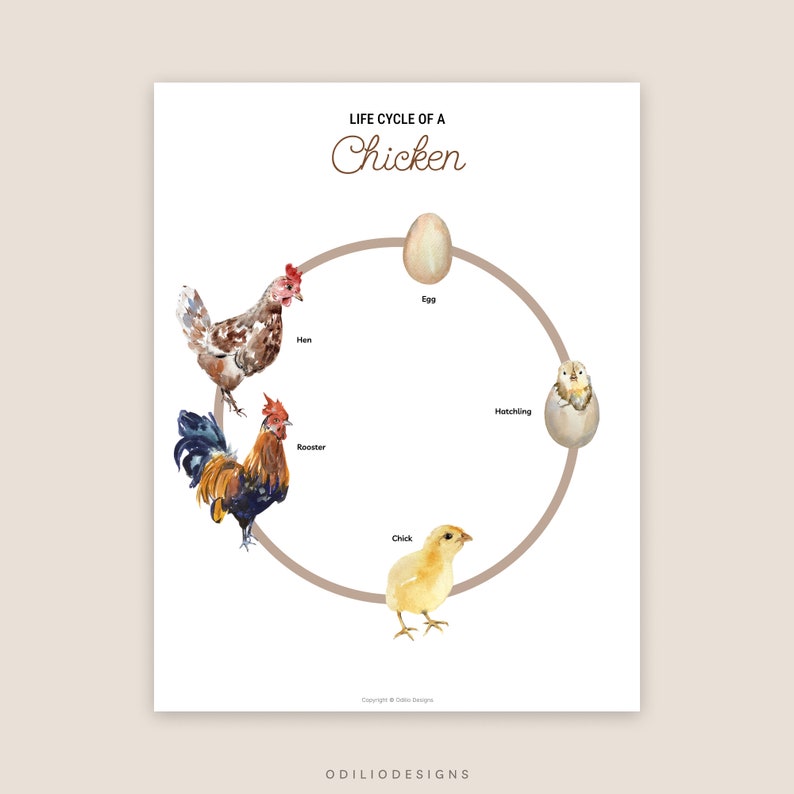 Chicken Life Cycle Printable Poster & Puzzle Busy Book Worksheet for ...