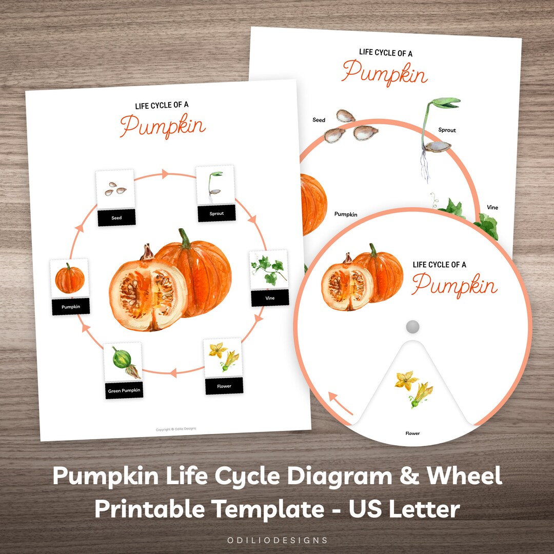 Pumpkin Life Cycle Wheel and Puzzle Printable Fall Autumn Activity for ...