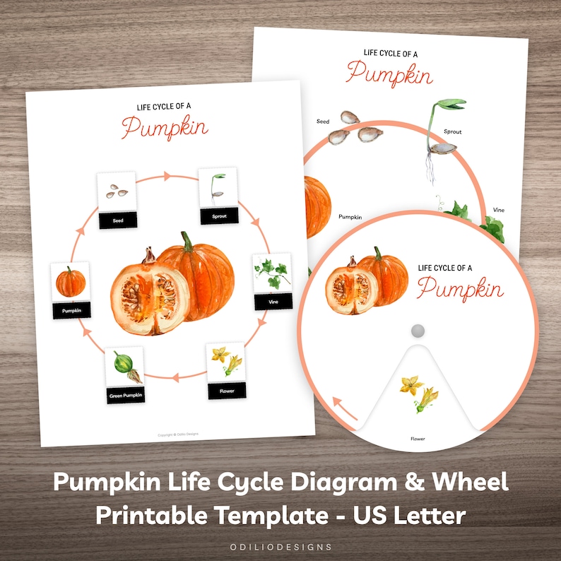 Pumpkin Life Cycle Wheel and Puzzle Printable Fall Autumn Activity for ...
