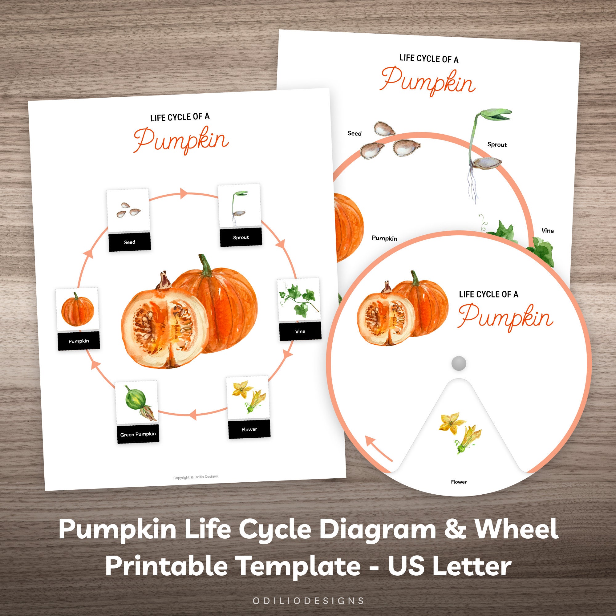Pumpkin Life Cycle Wheel and Puzzle Printable Fall Autumn Activity for ...