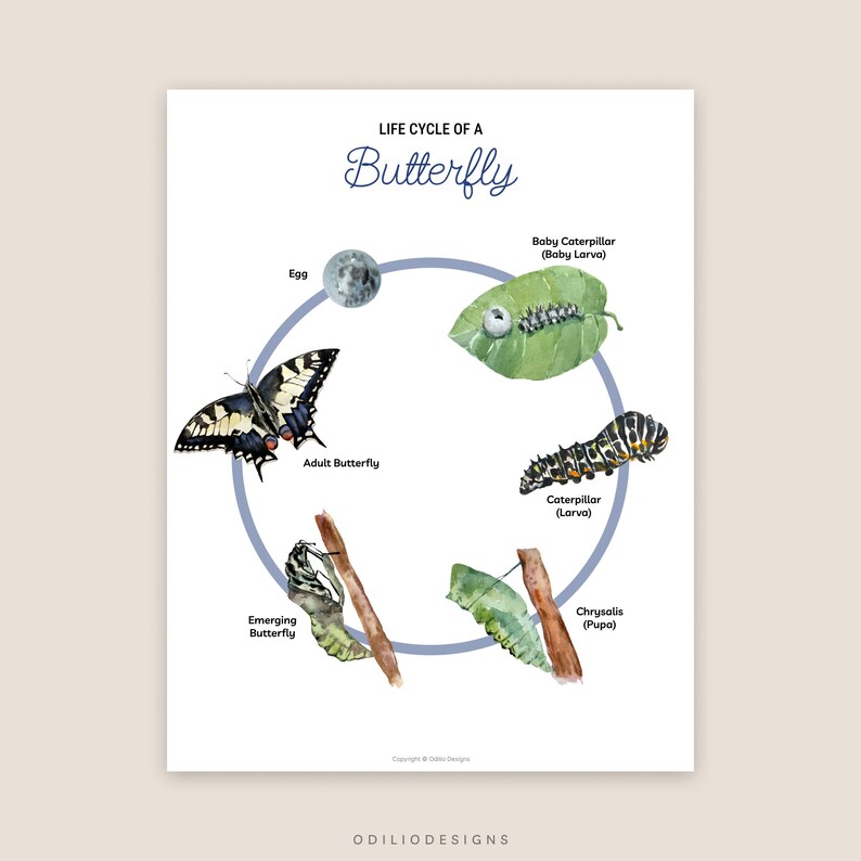 Butterfly Life Cycle Printable Poster & Puzzle Busy Book Worksheet for ...