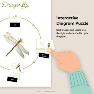 Dragonfly Life Cycle Diagram Puzzle Printable Busy Book Worksheet for ...