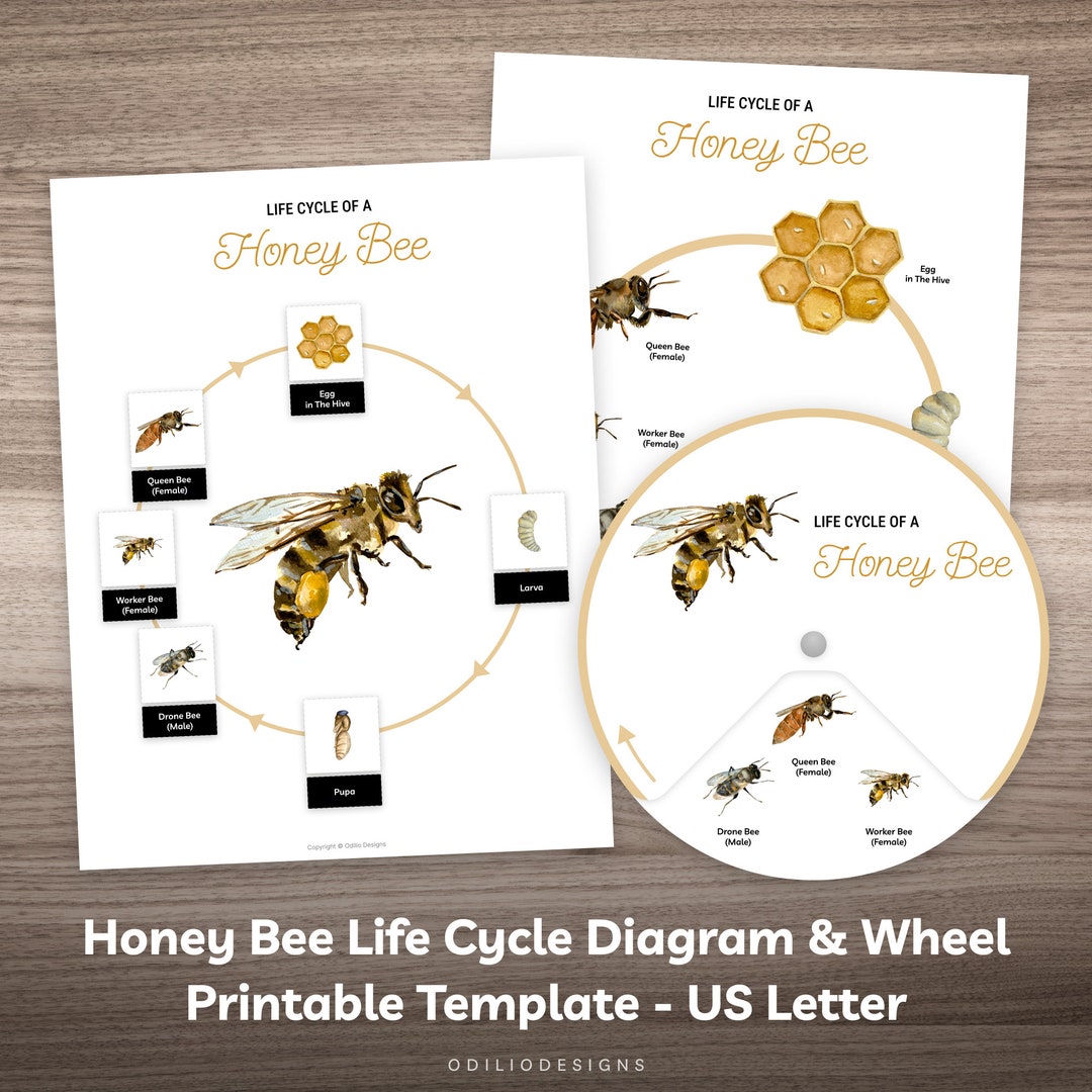 Honey Bee Life Cycle Printable Poster & Puzzle Busy Book - Etsy