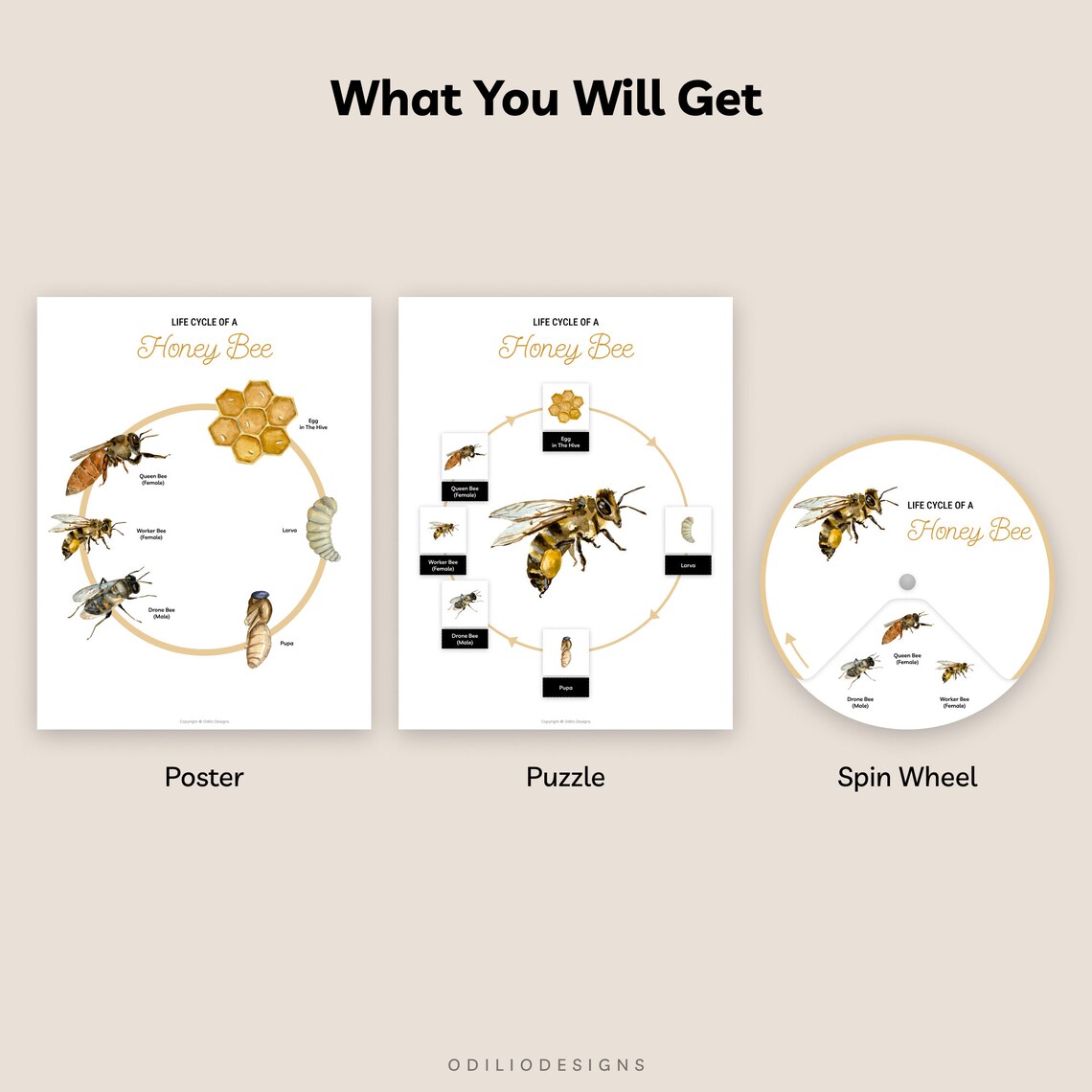 Honey Bee Life Cycle Printable Poster & Puzzle Busy Book Worksheet for ...