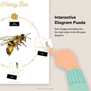 Honey Bee Life Cycle Printable Poster & Puzzle Busy Book Worksheet for ...