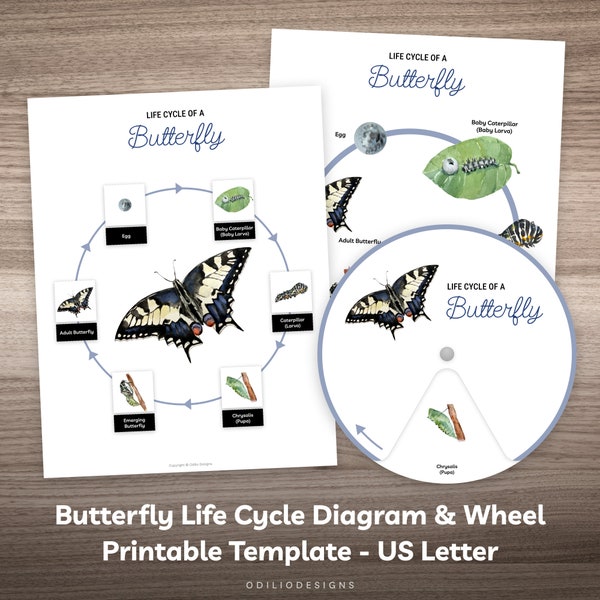 Butterfly Life Cycle Poster - Etsy