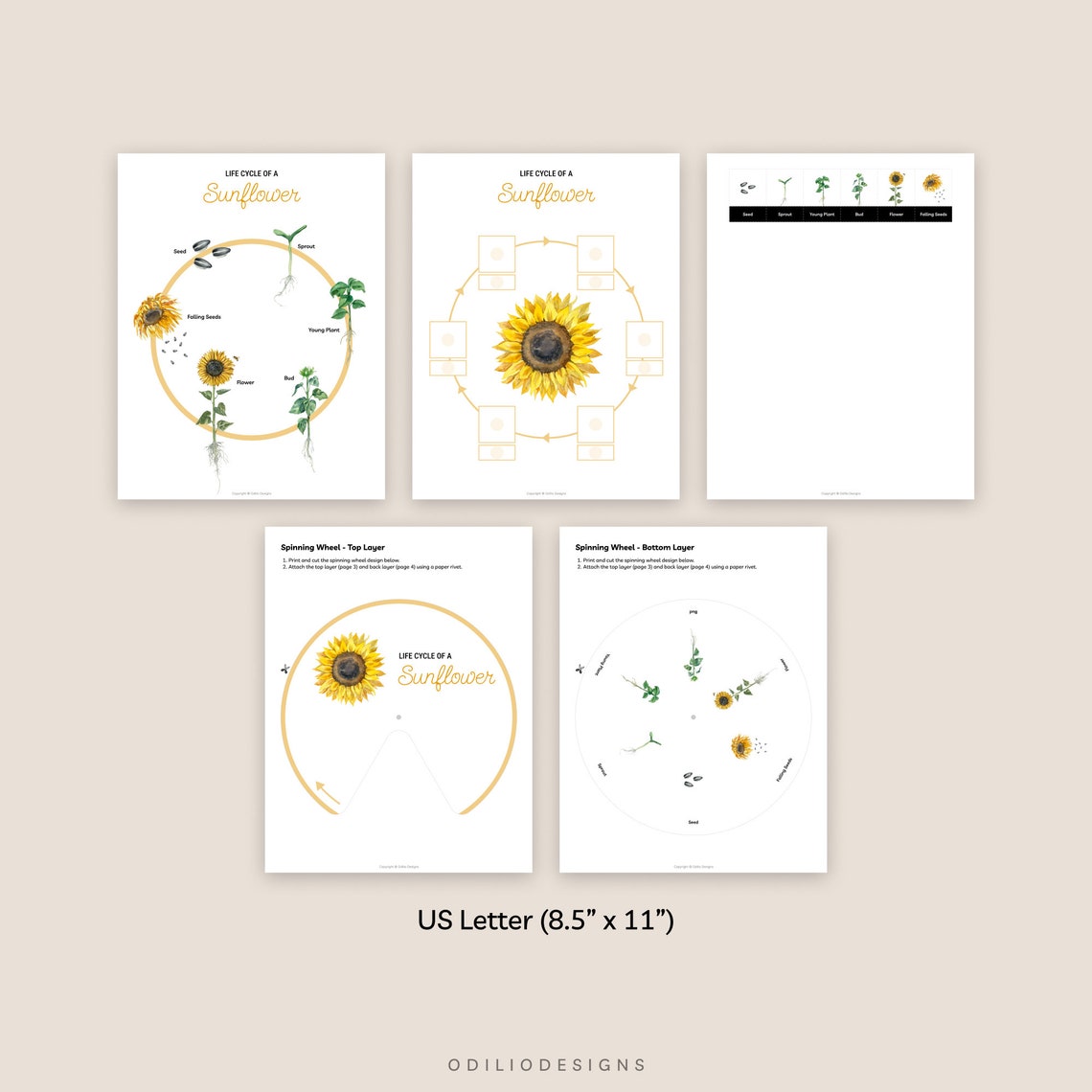 Sunflower Life Cycle Wheel and Puzzle Printable Montessori Learning ...