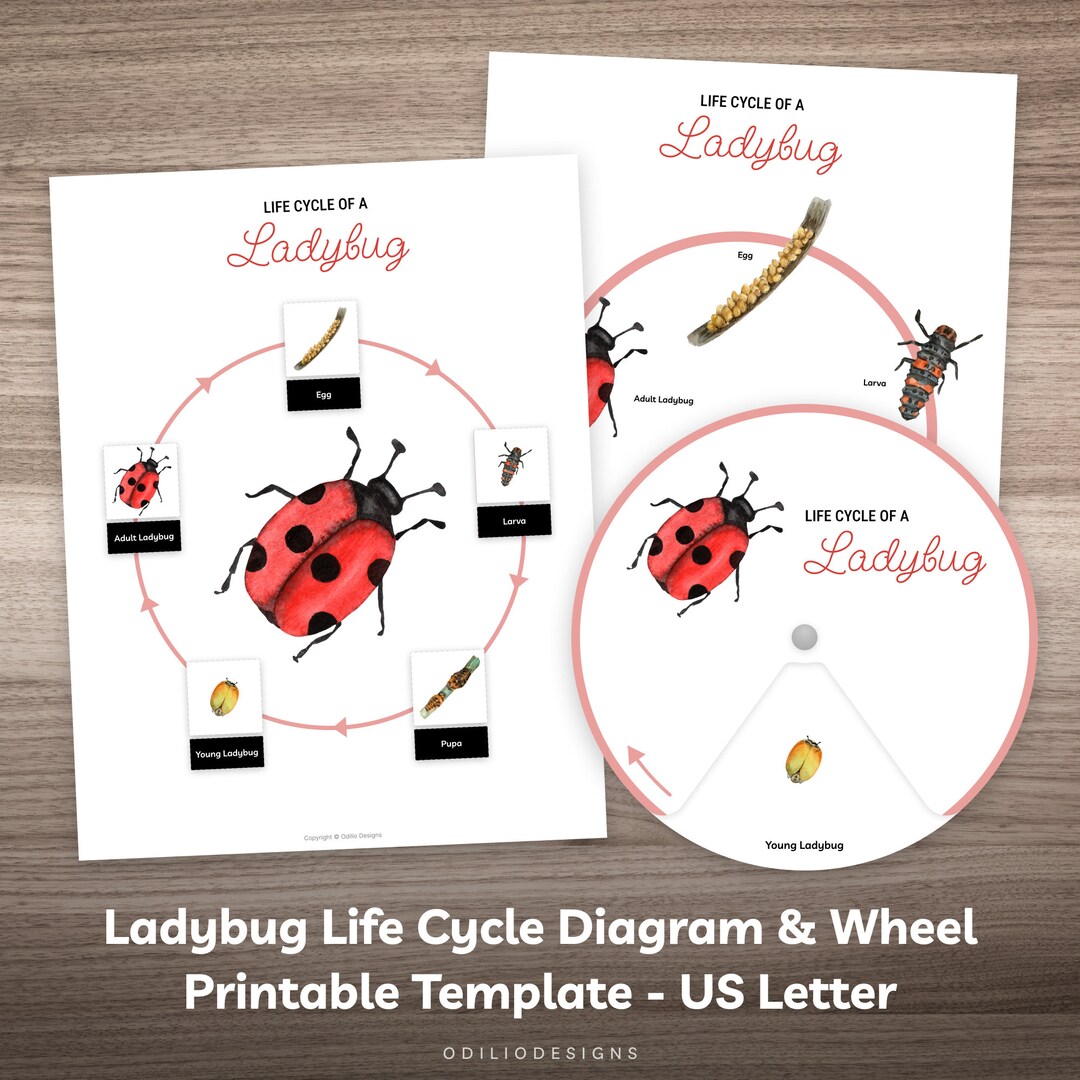 Ladybug Life Cycle Printable Puzzle & Bug Poster Busy Book - Etsy
