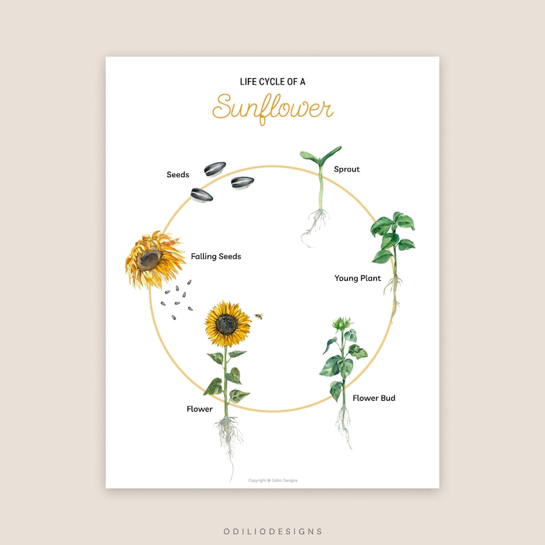 Sunflower Life Cycle Wheel and Puzzle Printable Montessori - Etsy