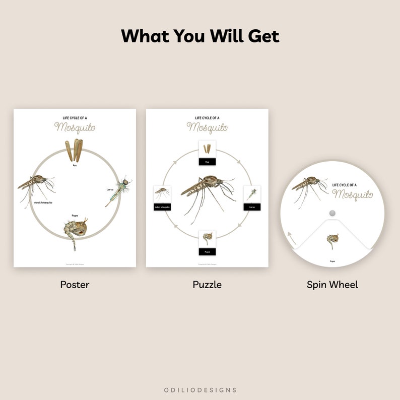 Mosquito Life Cycle Printable Poster & Puzzle Busy Book Worksheet for ...