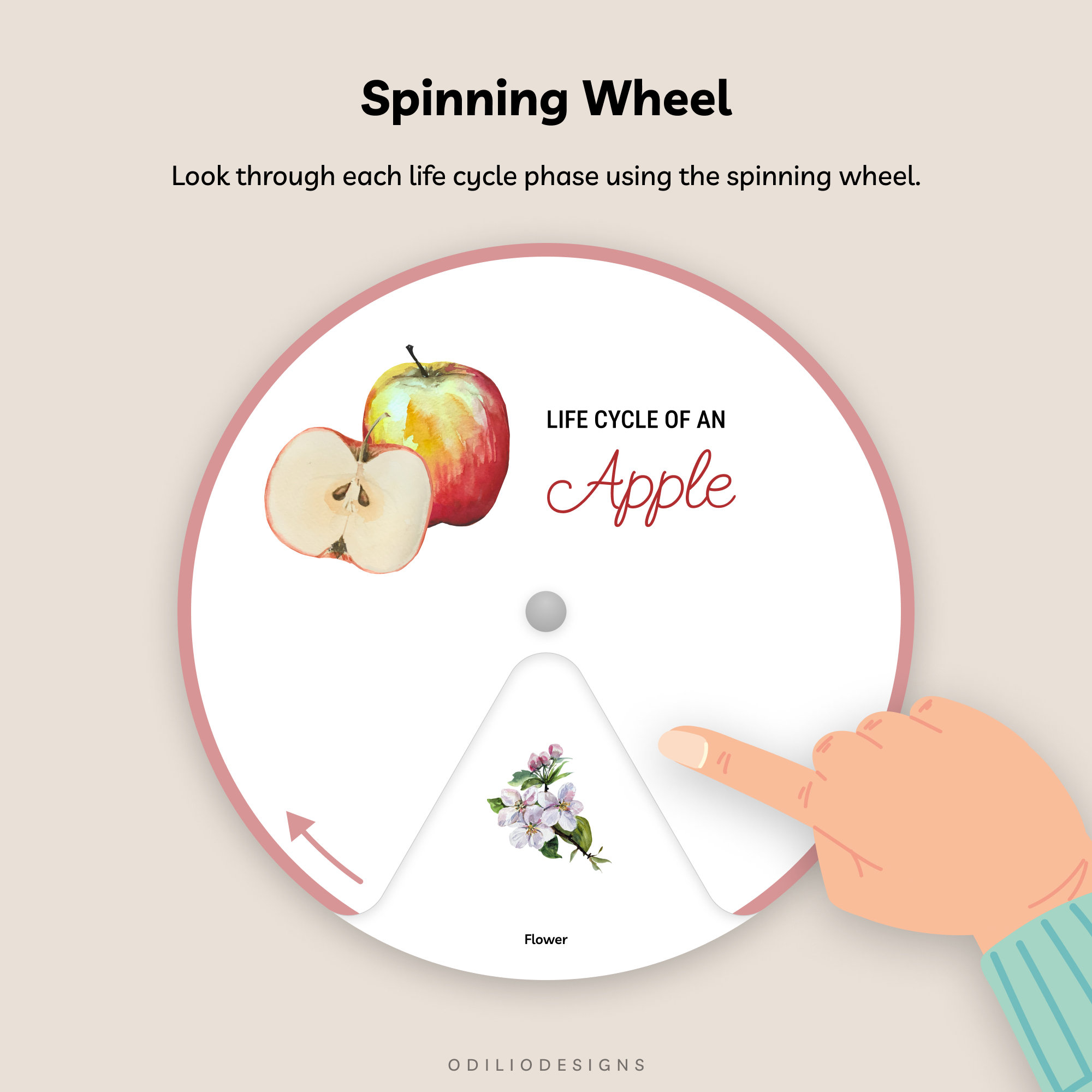 Apple Life Cycle Printable Poster & Puzzle Busy Book Worksheet Page for ...