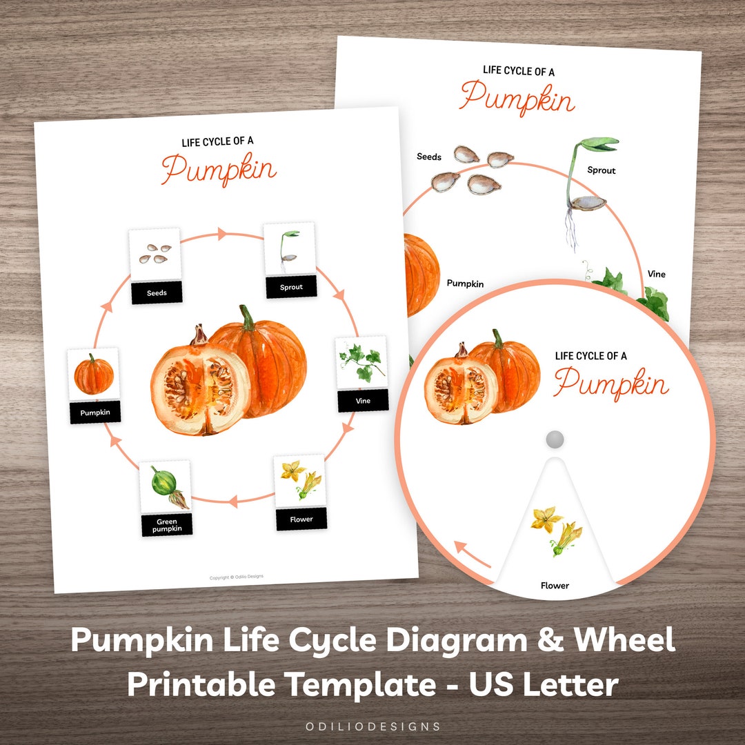 Pumpkin Life Cycle Wheel and Puzzle Printable Fall Autumn - Etsy