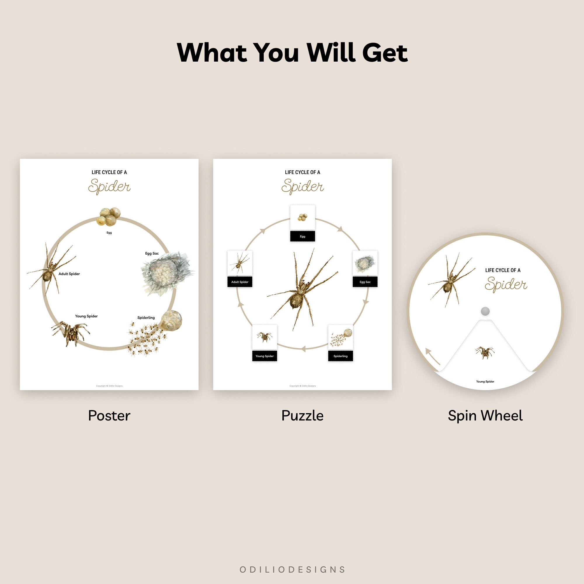 Póster imprimible del ciclo de vida de la araña y hoja de trabajo de ...