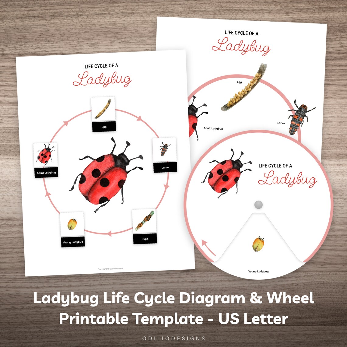 Ladybug Life Cycle Printable Puzzle & Bug Poster Busy Book Worksheet ...