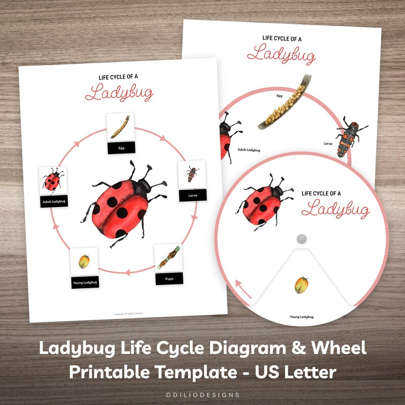 Ladybug Life Cycle Printable Puzzle & Bug Poster Busy Book Worksheet ...