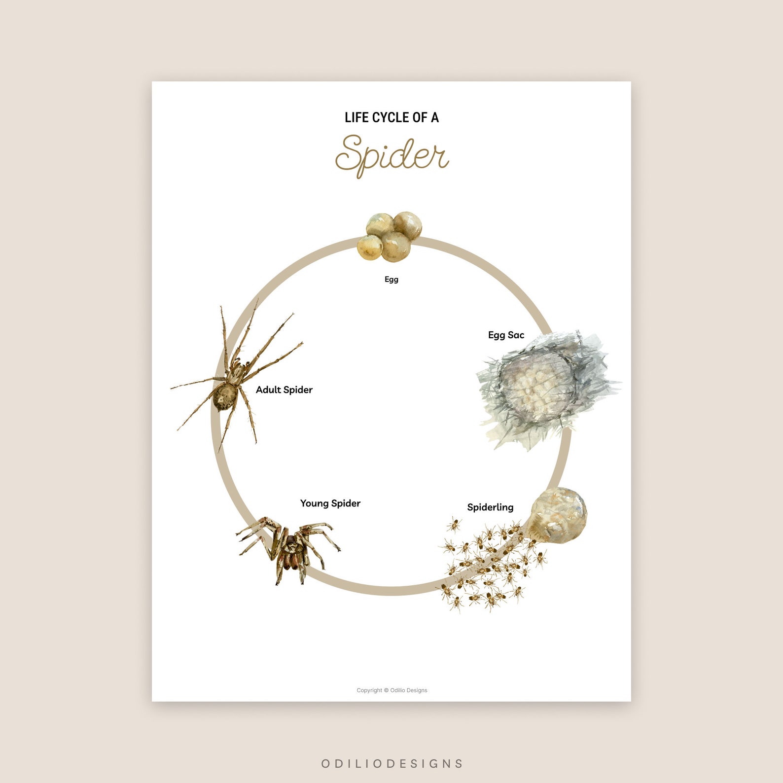 Spider Life Cycle Printable Poster & Puzzle Busy Book Worksheet for ...