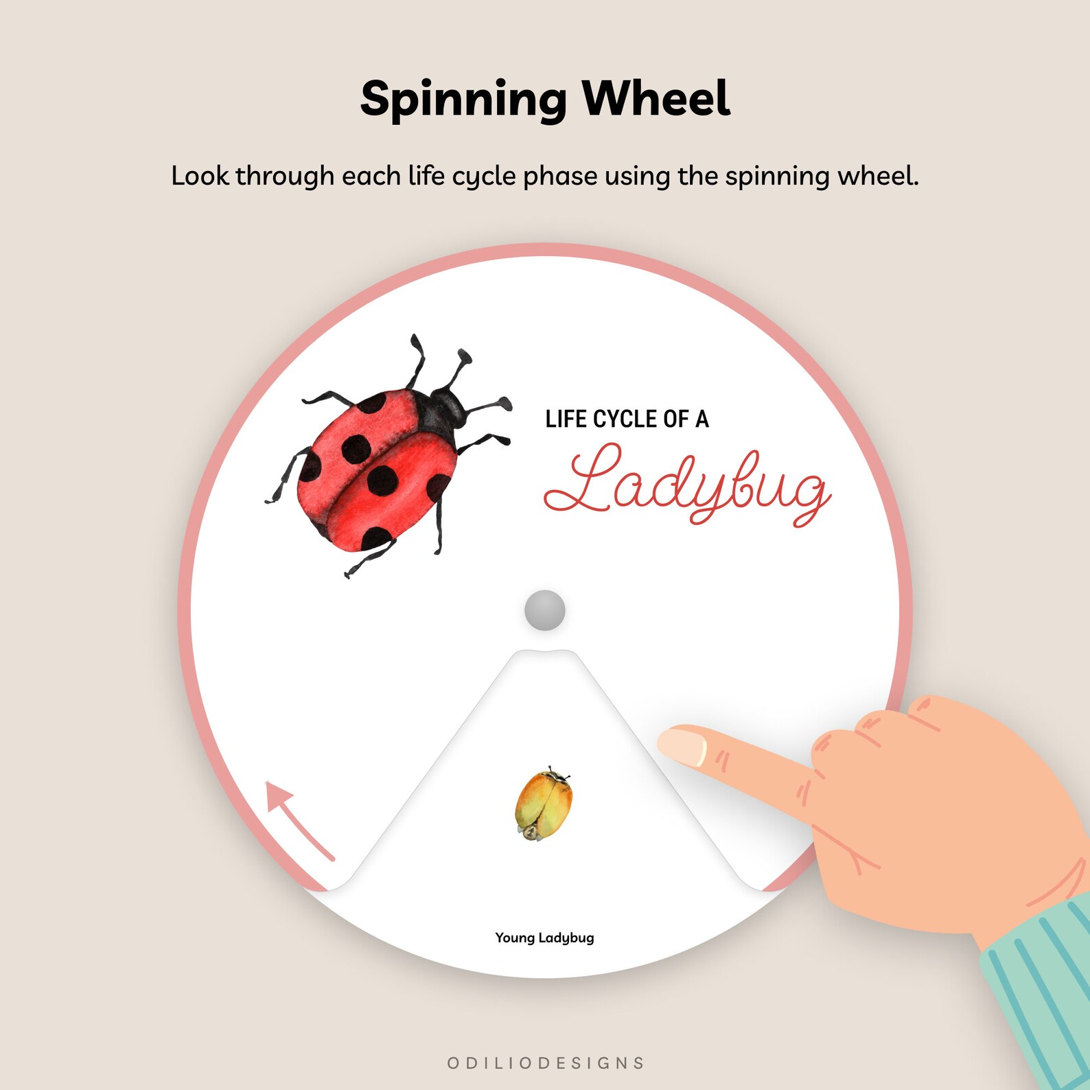 Ladybug Life Cycle Printable Puzzle & Bug Poster Busy Book Worksheet ...