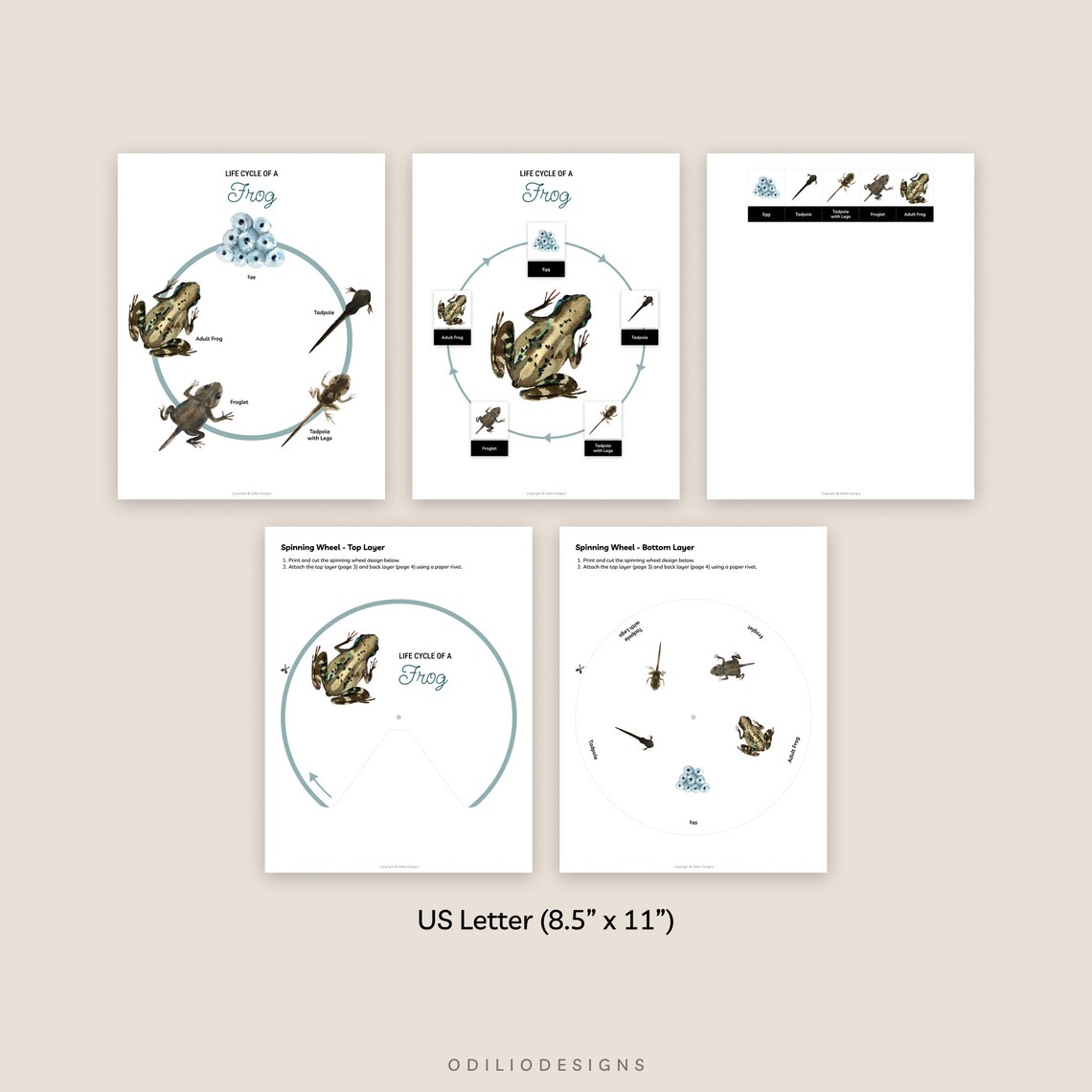 Frog Life Cycle Diagram Puzzle Printable Busy Book Worksheet for ...