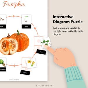Pumpkin Life Cycle Wheel and Puzzle Printable Fall Autumn Activity for ...