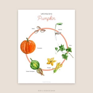 Pumpkin Life Cycle Wheel and Puzzle Printable Fall Autumn Activity for ...