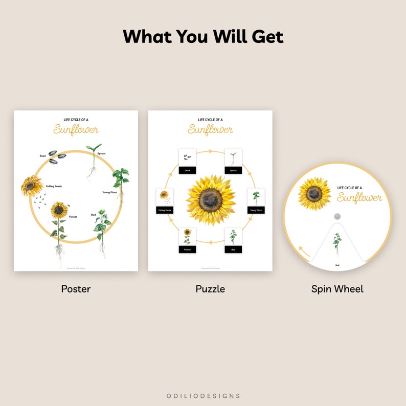 Sunflower Life Cycle Wheel and Puzzle Printable Montessori Learning ...