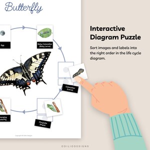 Butterfly Life Cycle Printable Poster & Puzzle Busy Book Worksheet for ...