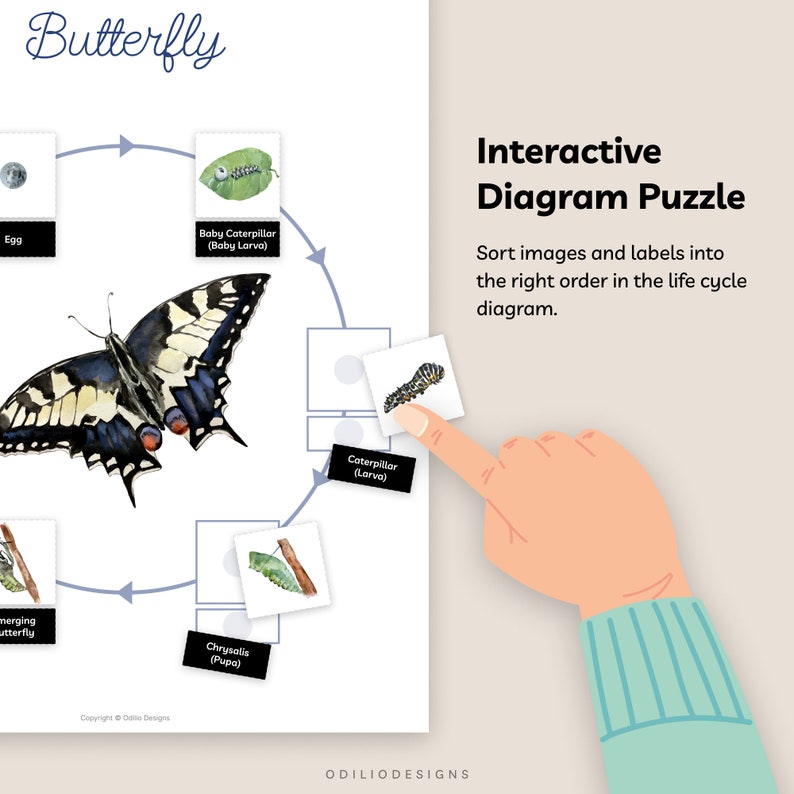 Butterfly Life Cycle Printable Poster & Puzzle Busy Book Worksheet for ...