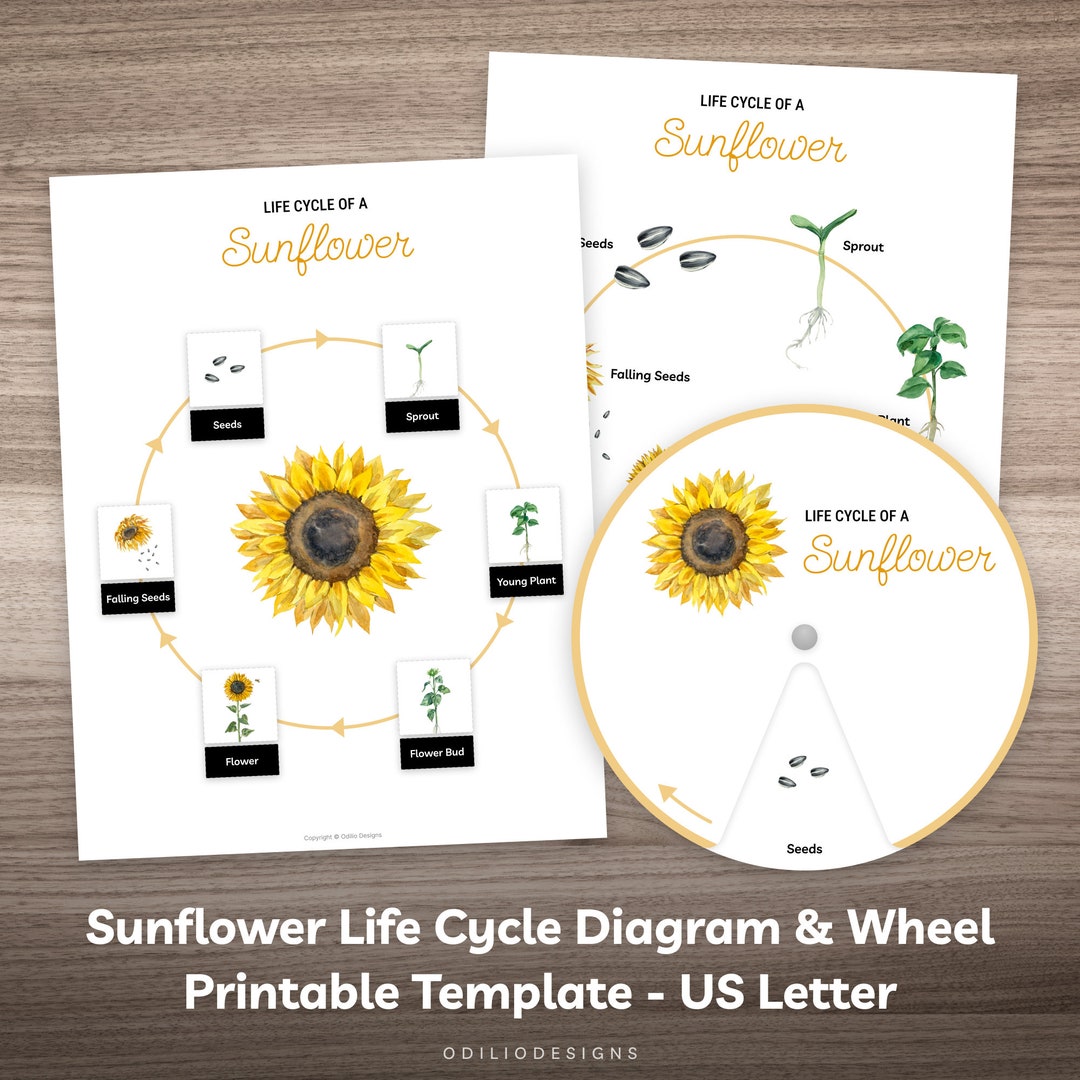 Sunflower Life Cycle Wheel and Puzzle Printable Montessori - Etsy