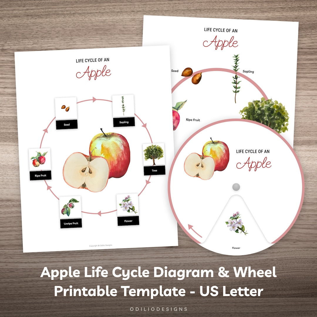 Apple Life Cycle Printable Poster & Puzzle Busy Book Worksheet Page for ...