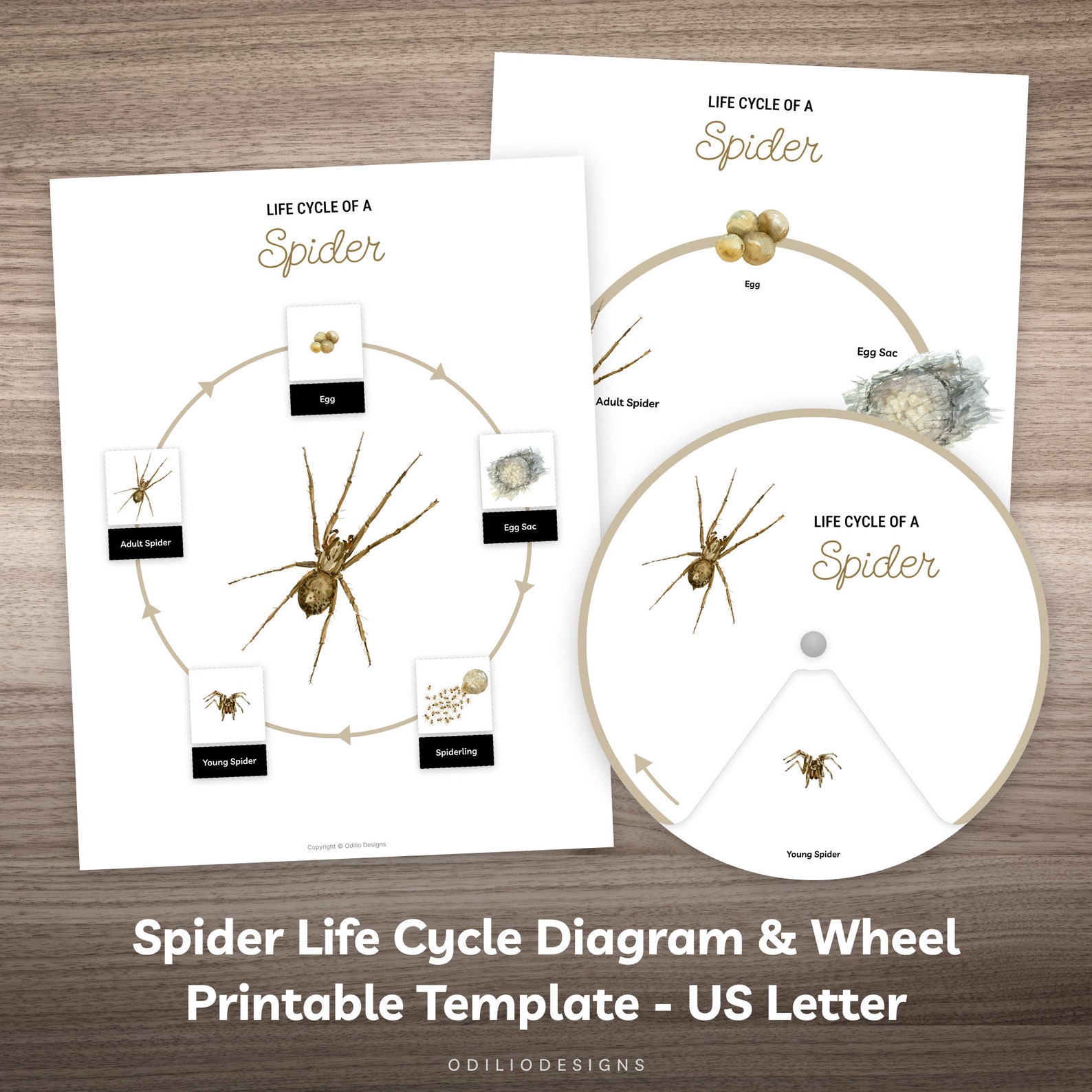 Spider Life Cycle Printable Poster & Puzzle Busy Book Worksheet for ...