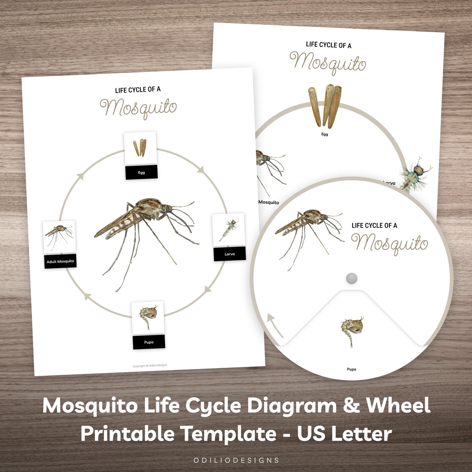 Mosquito Life Cycle Printable Poster & Puzzle Busy Book Worksheet for ...