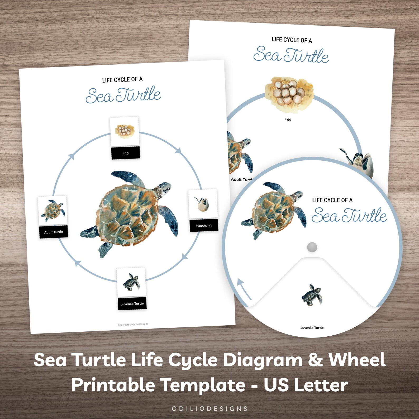 Sea Turtle Life Cycle Printable Poster & Puzzle Busy Book Worksheet for ...