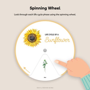 Sunflower Life Cycle Wheel and Puzzle Printable Montessori Learning ...