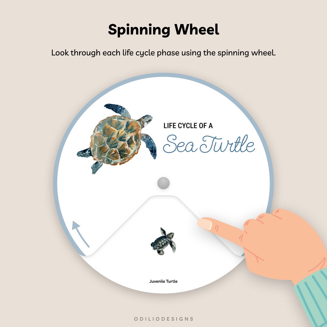 Sea Turtle Life Cycle Printable Poster & Puzzle Busy Book Worksheet for ...