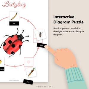 Ladybug Life Cycle Printable Puzzle & Bug Poster Busy Book Worksheet ...