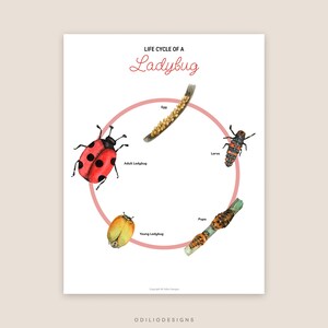 Ladybug Life Cycle Printable Puzzle & Bug Poster Busy Book Worksheet ...