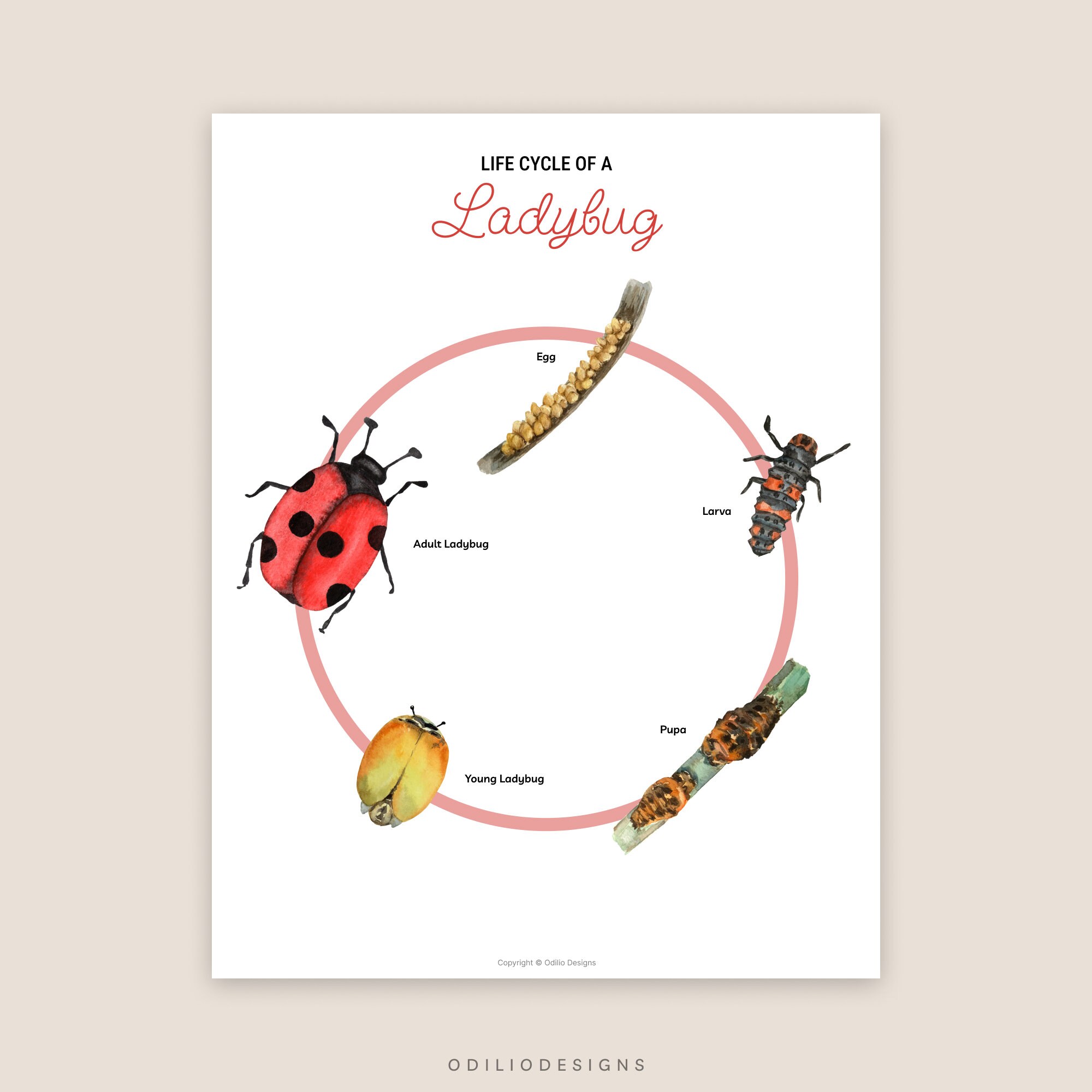 Ladybug Life Cycle Printable Puzzle & Bug Poster Busy Book Worksheet ...