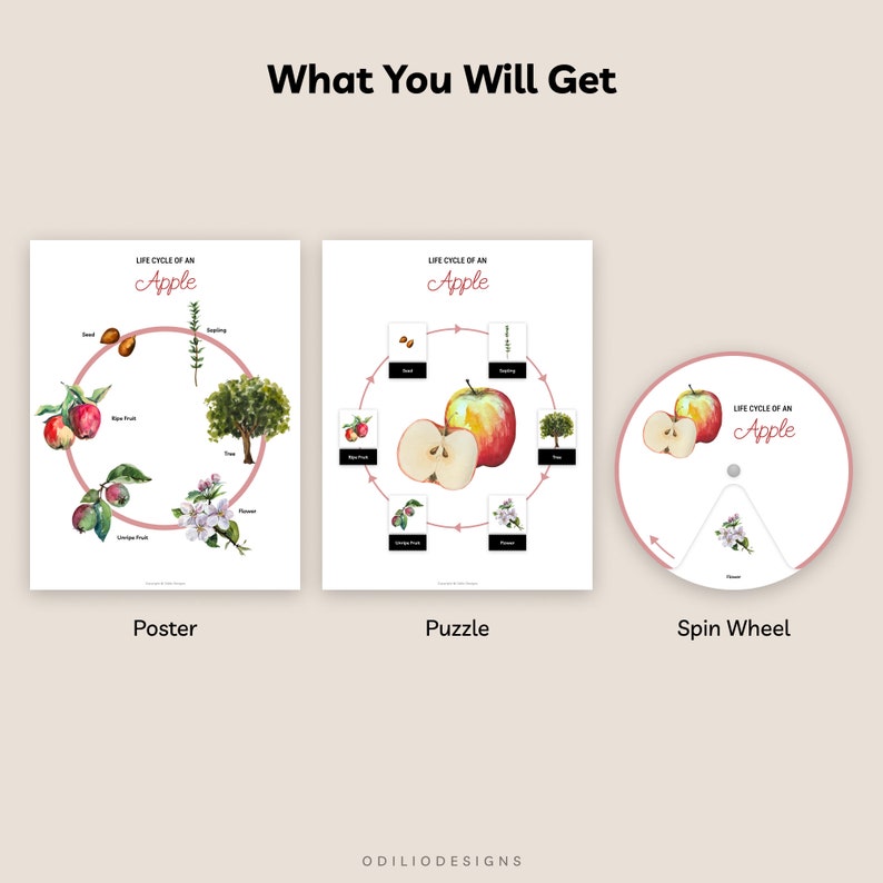 Apple Life Cycle Printable Poster & Puzzle Busy Book Worksheet Page for ...