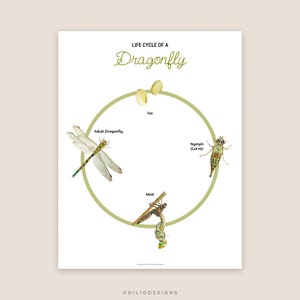 Dragonfly Life Cycle Diagram Puzzle Printable Busy Book Worksheet for ...